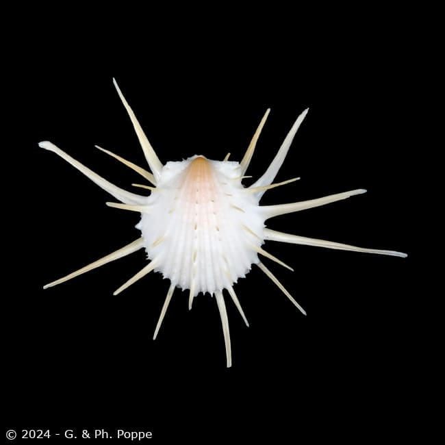 Shells For Sale Shown by Species: SPONDYLIDAE, Spondylus imperialis ...