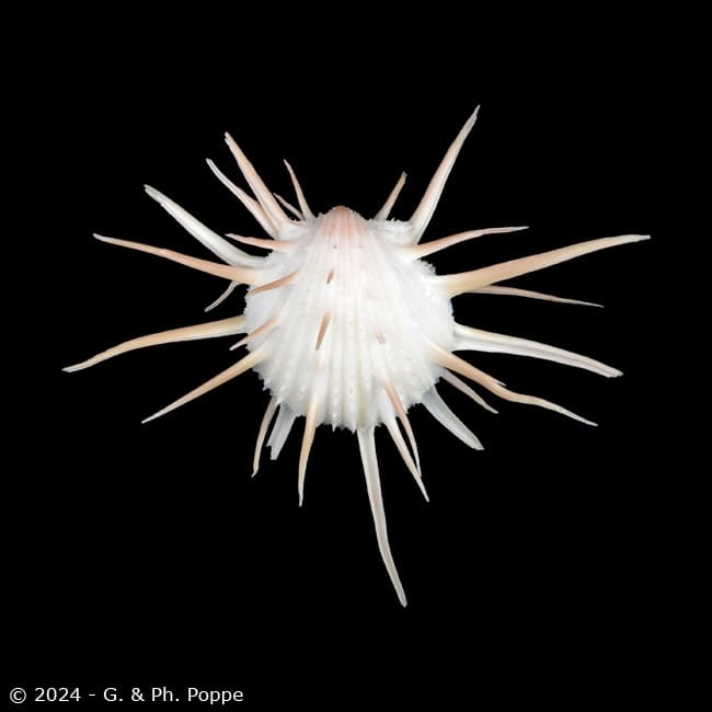 Shells For Sale Shown by Species: SPONDYLIDAE, Spondylus imperialis ...