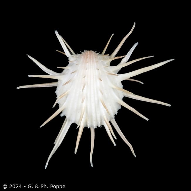 New Additions Shells For Sale | Conchology