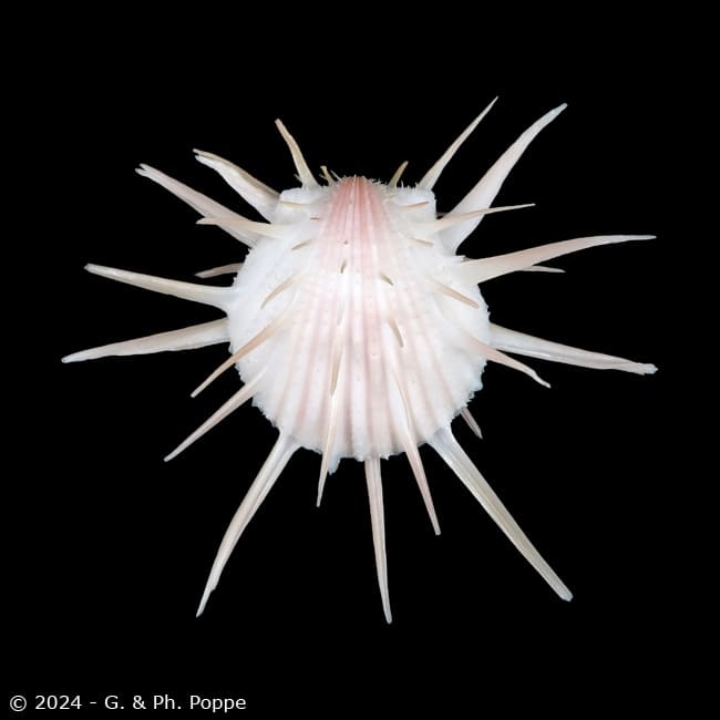 Shells For Sale Shown by Species: SPONDYLIDAE, Spondylus imperialis ...