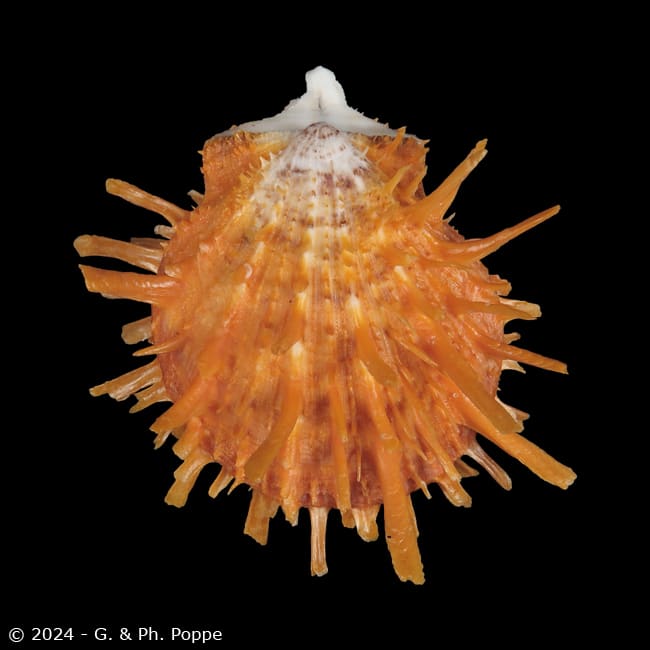 New Additions Shells For Sale | Conchology