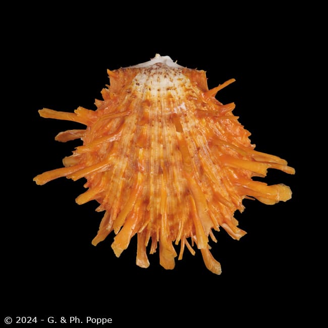 New Additions Shells For Sale | Conchology