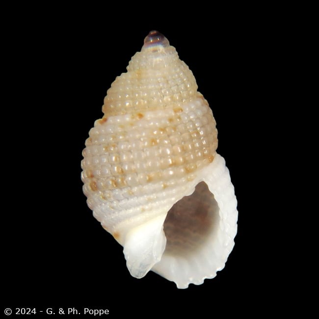 New Additions Shells For Sale | Conchology