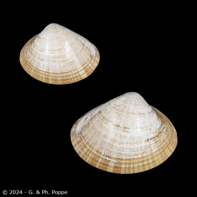 Shells For Sale Shown by Species: MACTRIDAE, Mactra chinensis for Sale