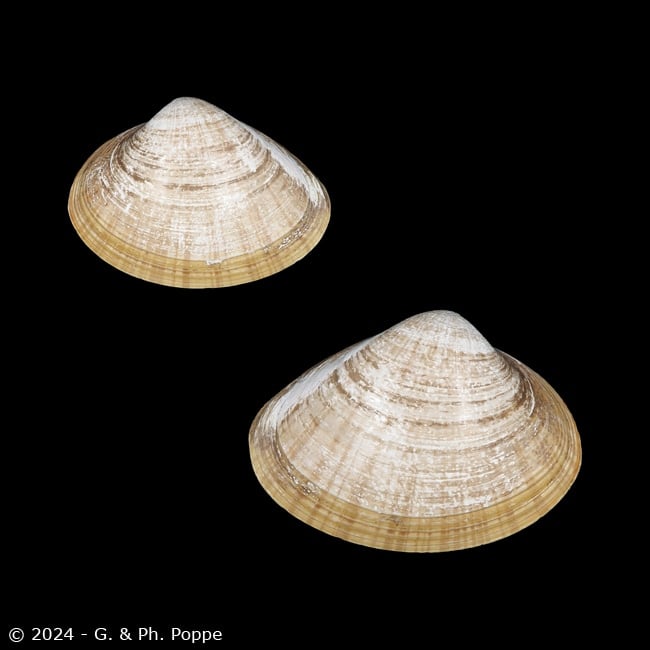 Shells For Sale Shown by Species: MACTRIDAE, Mactra chinensis for Sale