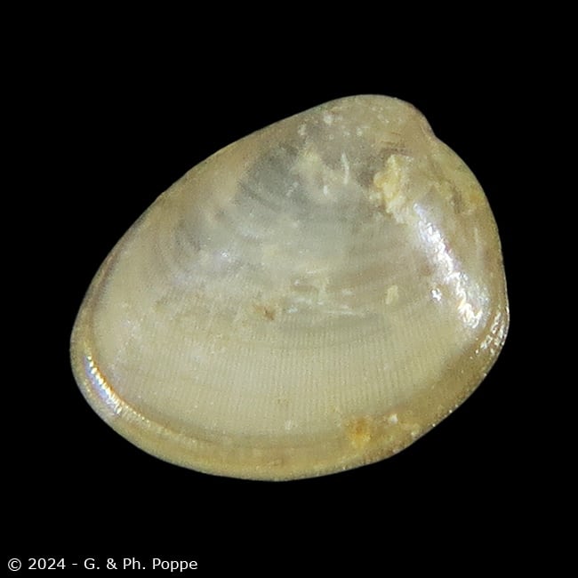 New Additions Shells For Sale | Conchology