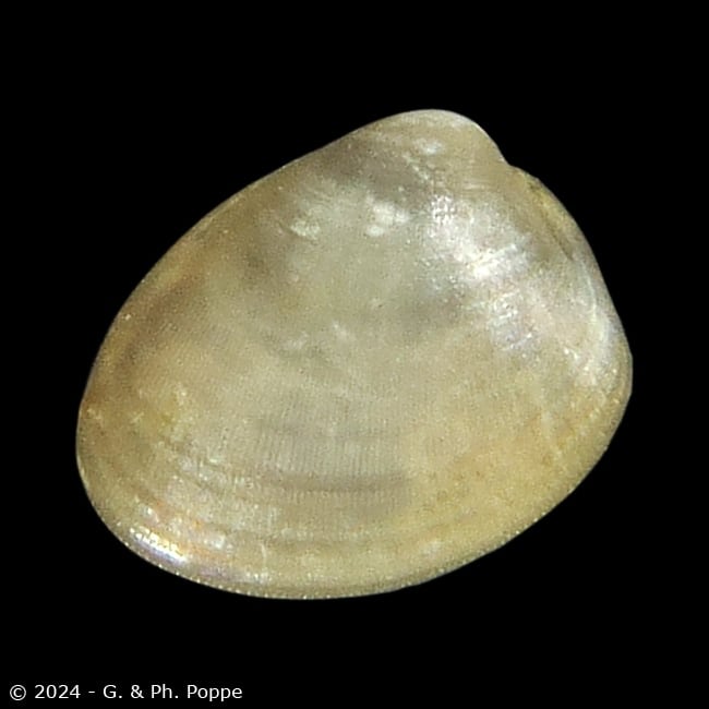 New Additions Shells For Sale | Conchology