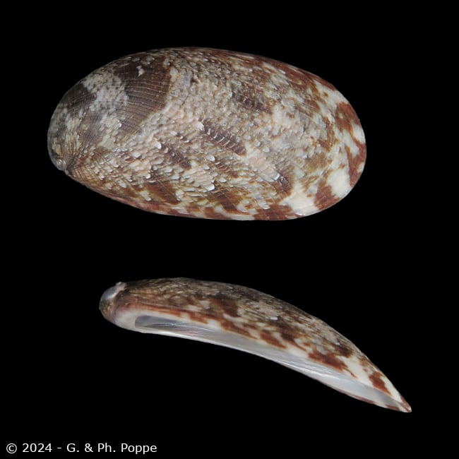 Featured Shells For Sale | Conchology