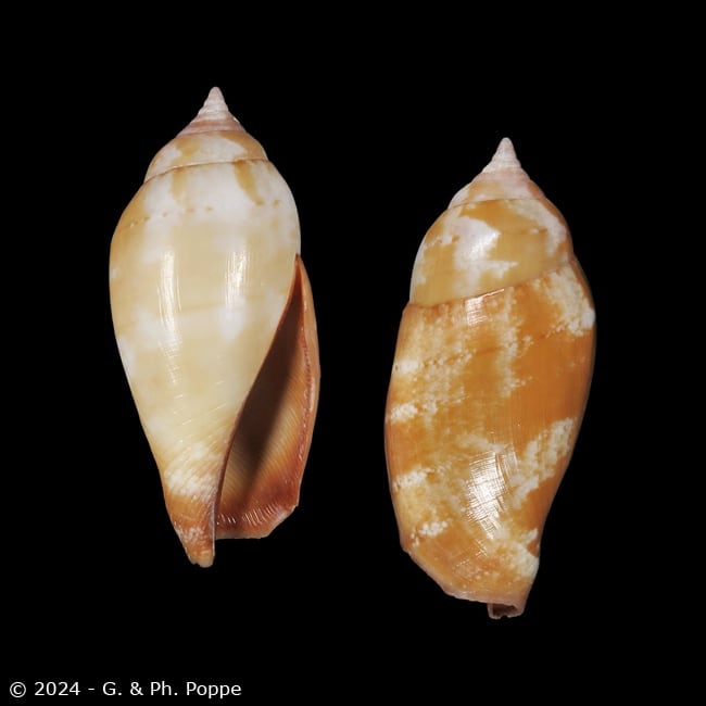 New Additions Shells For Sale | Conchology