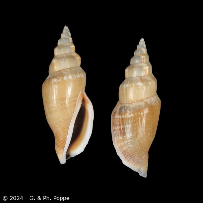 New Additions Shells For Sale | Conchology