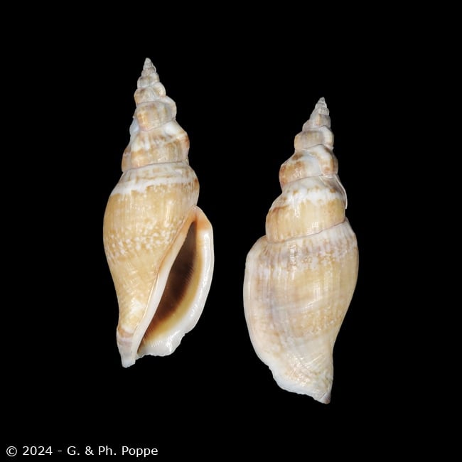 New Additions Shells For Sale | Conchology