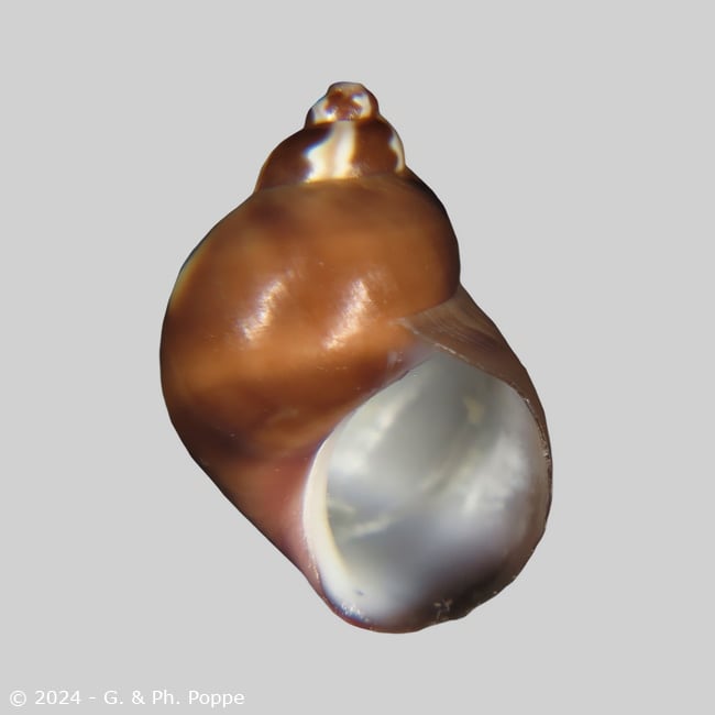 New Additions Shells For Sale | Conchology