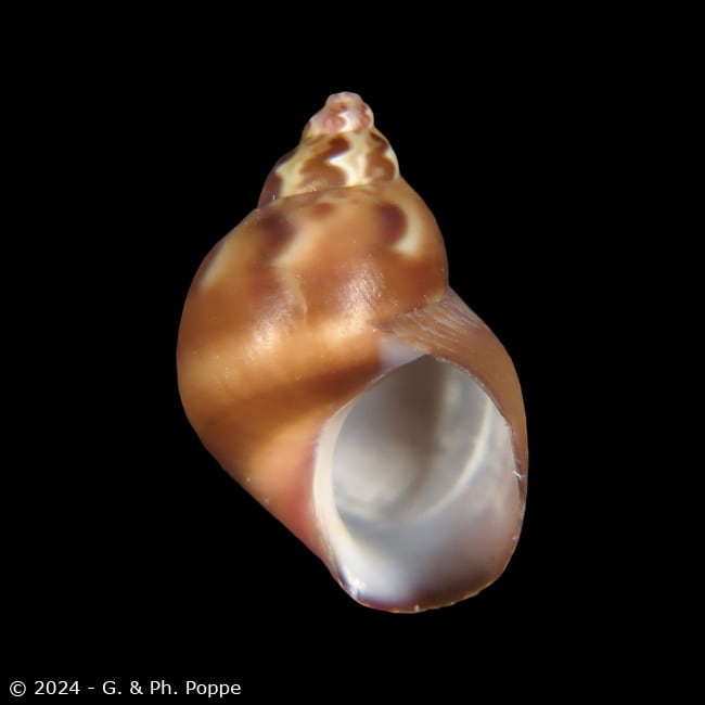 New Additions Shells For Sale | Conchology