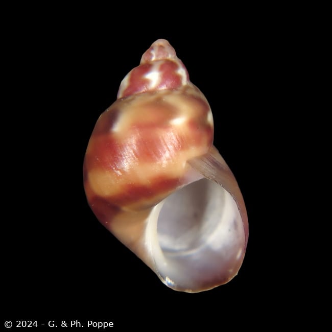 New Additions Shells For Sale | Conchology