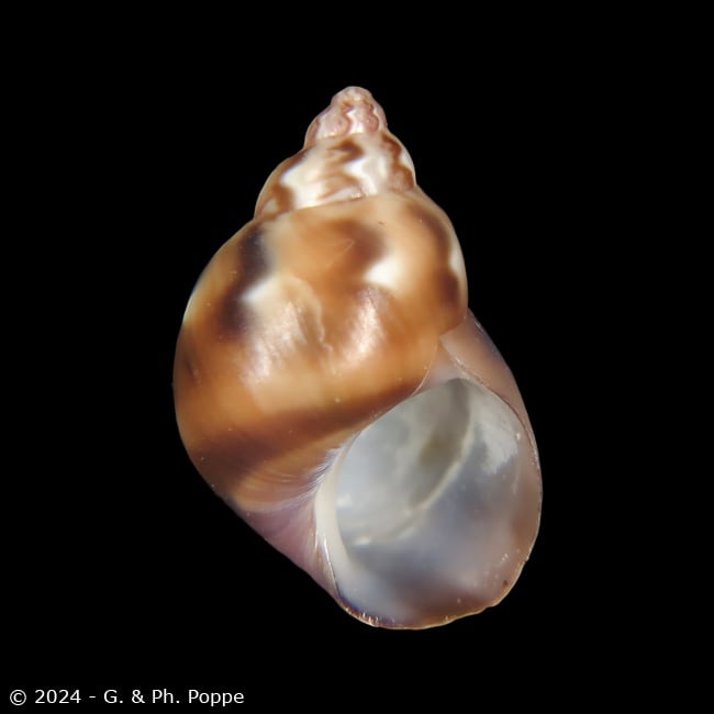 New Additions Shells For Sale | Conchology