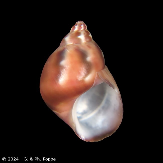 New Additions Shells For Sale | Conchology