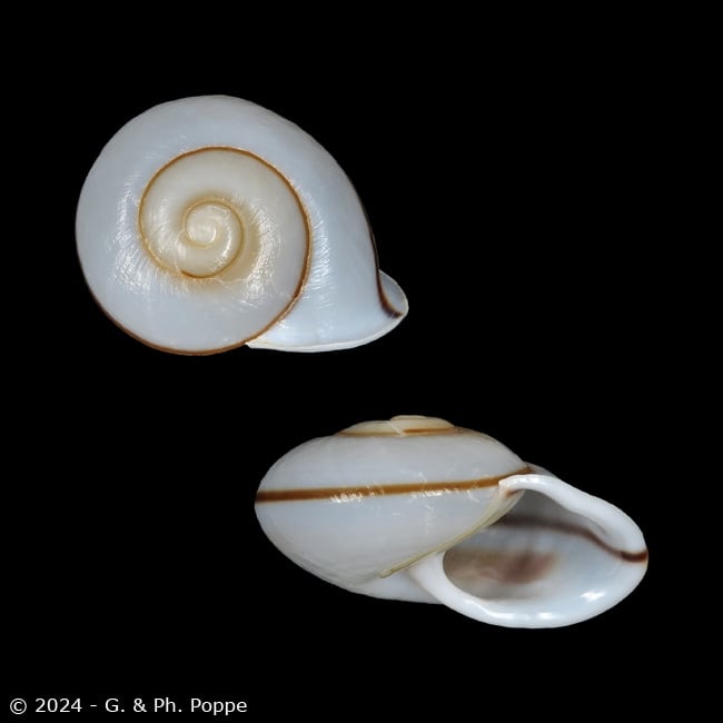 New Additions Shells For Sale | Conchology