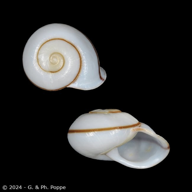 New Additions Shells For Sale | Conchology