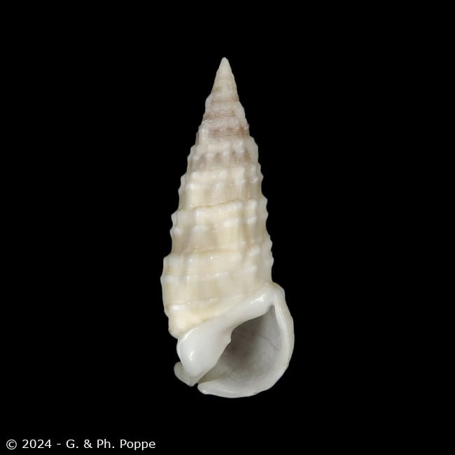 New Additions Shells For Sale | Conchology