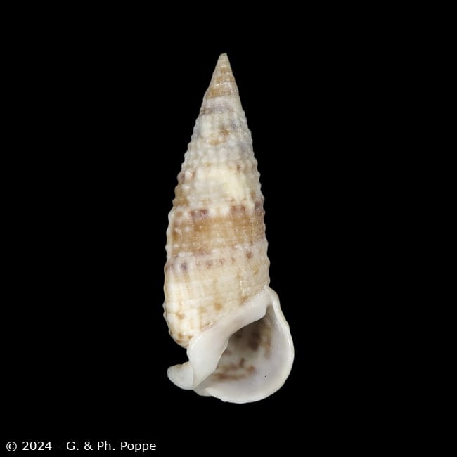 New Additions Shells For Sale | Conchology