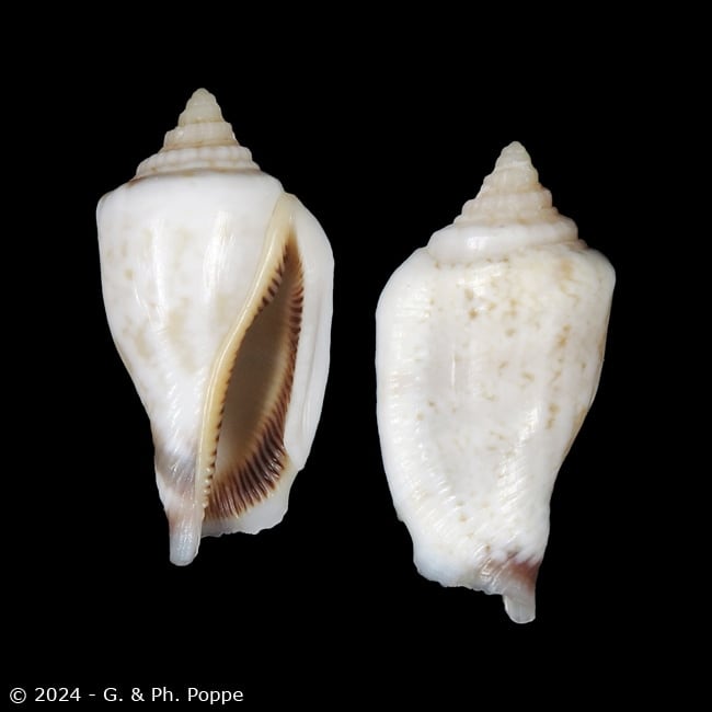 New Additions Shells For Sale | Conchology