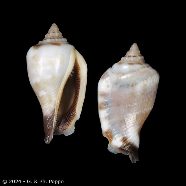 New Additions Shells For Sale | Conchology