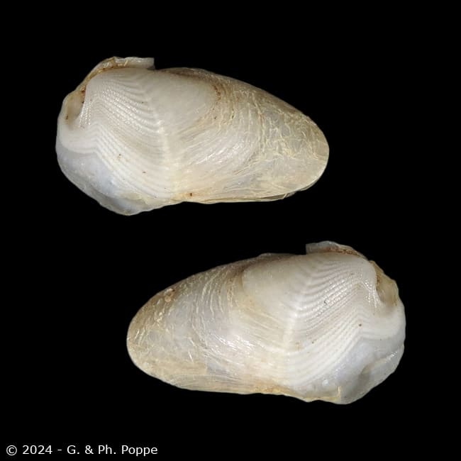 Shells For Sale | Conchology