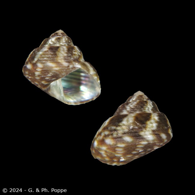 New Additions Shells For Sale | Conchology