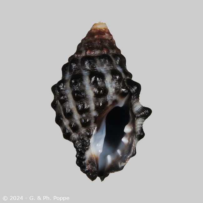 New Additions Shells For Sale | Conchology