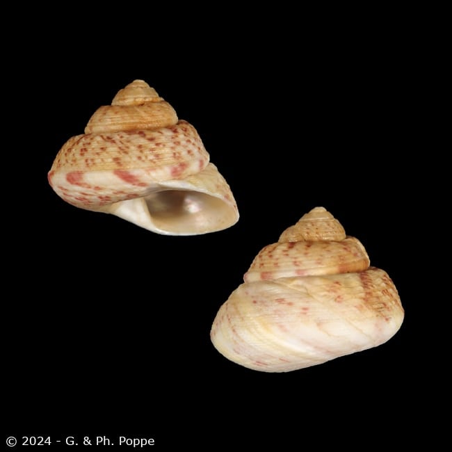 New Additions Shells For Sale | Conchology