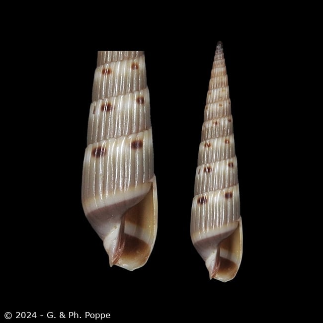 New Additions Shells For Sale | Conchology