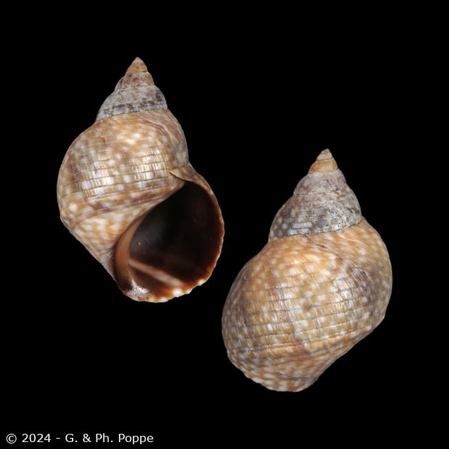 New Additions Shells For Sale | Conchology