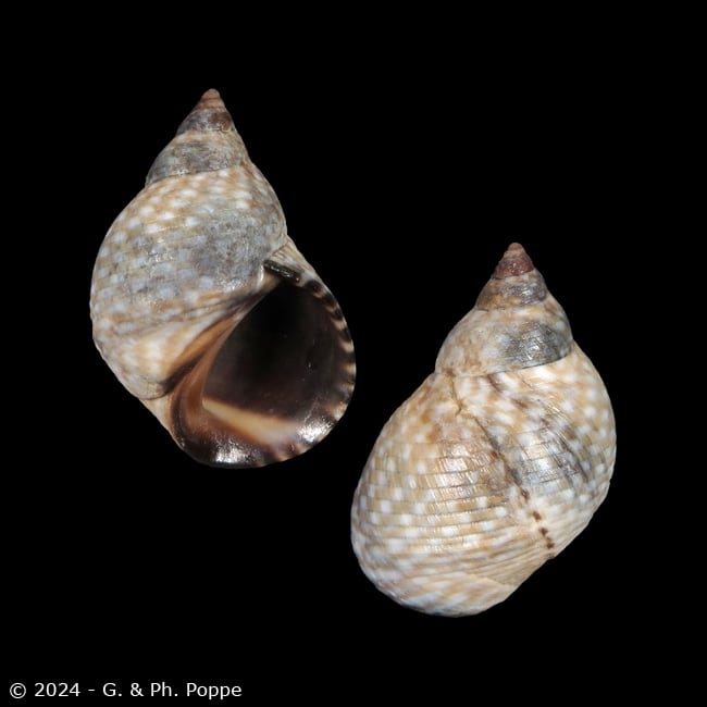 New Additions Shells For Sale | Conchology