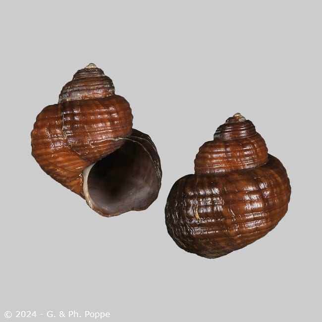 New Additions Shells For Sale | Conchology