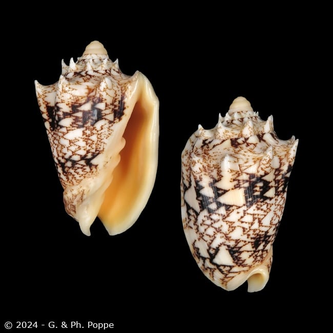 Shell Encyclopedia - Conchological MegaDatabase Iconographic Overview ...