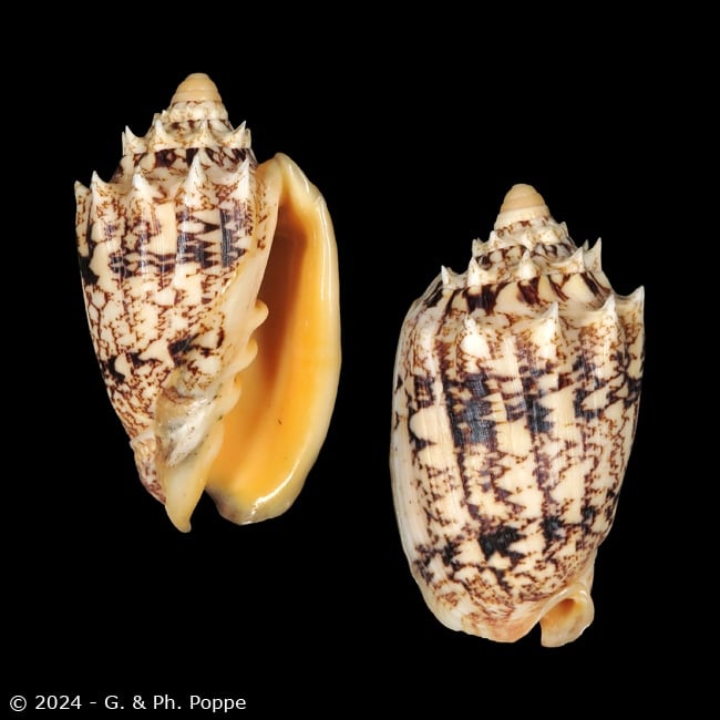 Shell Encyclopedia - Conchological MegaDatabase Iconographic Overview on Mollusks ...