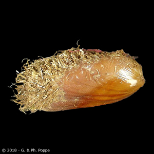 MYTILIDAE | Shells Group By Species | Conchology