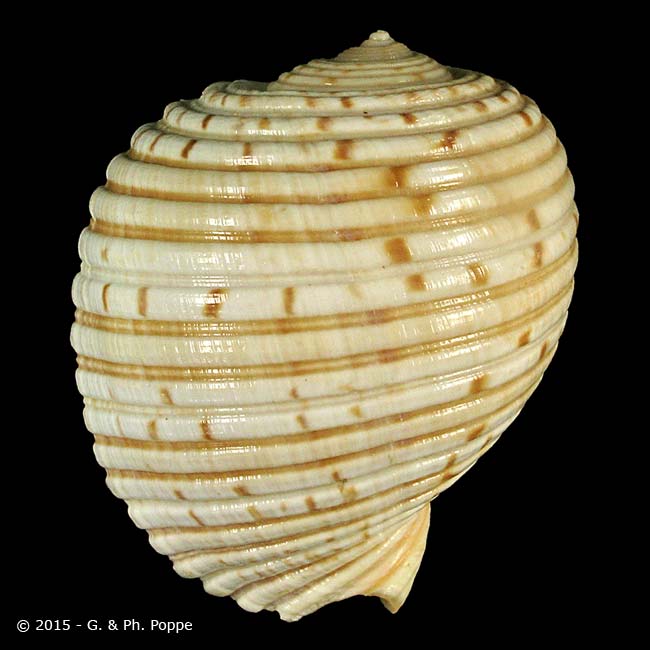 Shell Encyclopedia - Conchological MegaDatabase Iconographic Overview ...