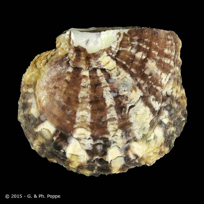 Shell Encyclopedia Worms Details Conchology Conchology