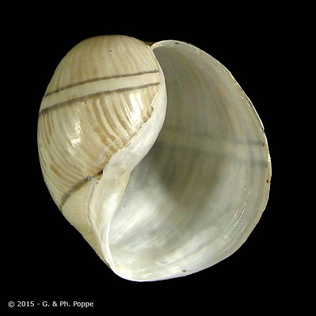 Shell Encyclopedia - Conchological MegaDatabase Iconographic Overview on Mollusks ...