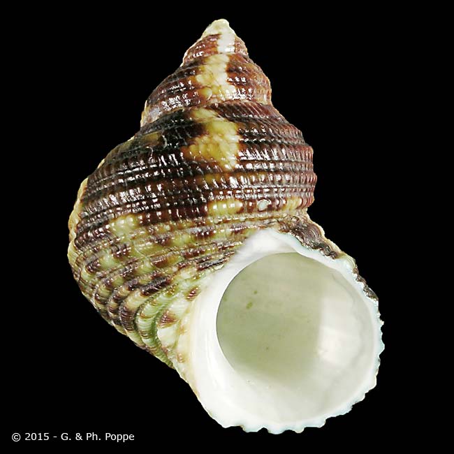 Shell Encyclopedia - Worms Details | Conchology | Conchology