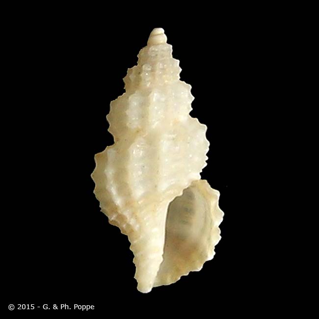 Shell Encyclopedia - Conchological MegaDatabase Iconographic Overview ...