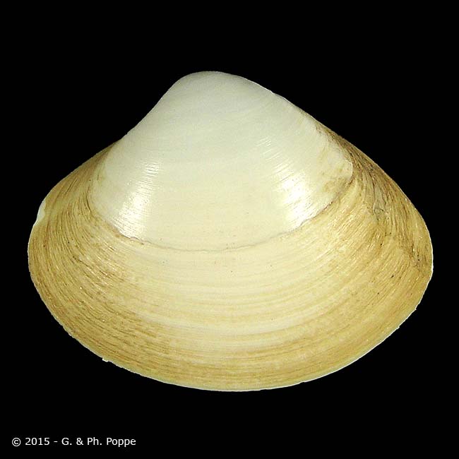 Shell Encyclopedia - Conchological MegaDatabase Iconographic Overview ...