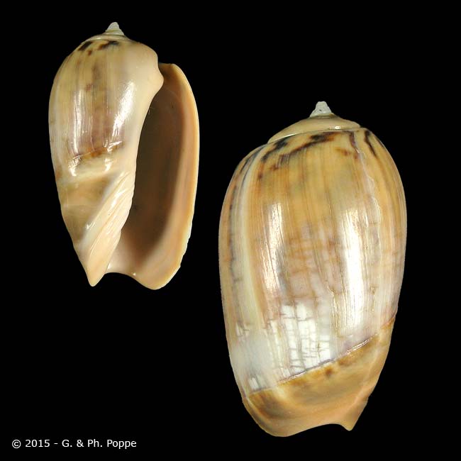 Shell Encyclopedia - Conchological MegaDatabase Iconographic Overview ...