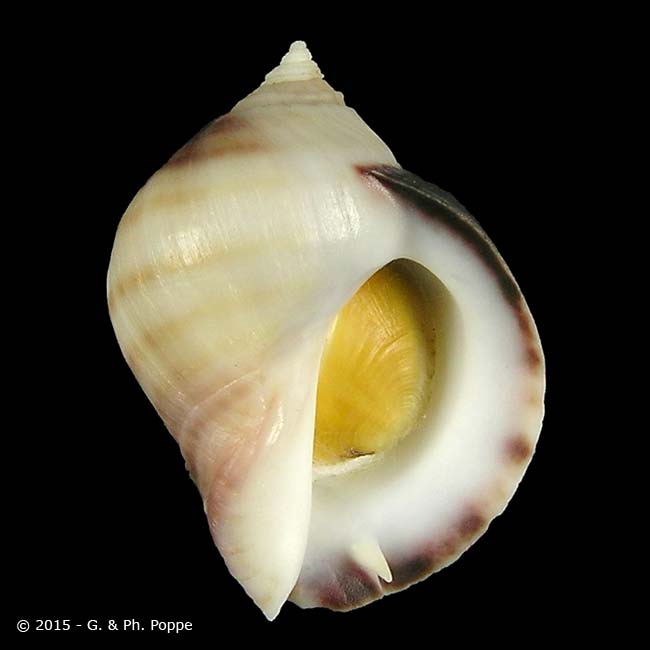 Shell Encyclopedia - Worms Details | Conchology | Conchology
