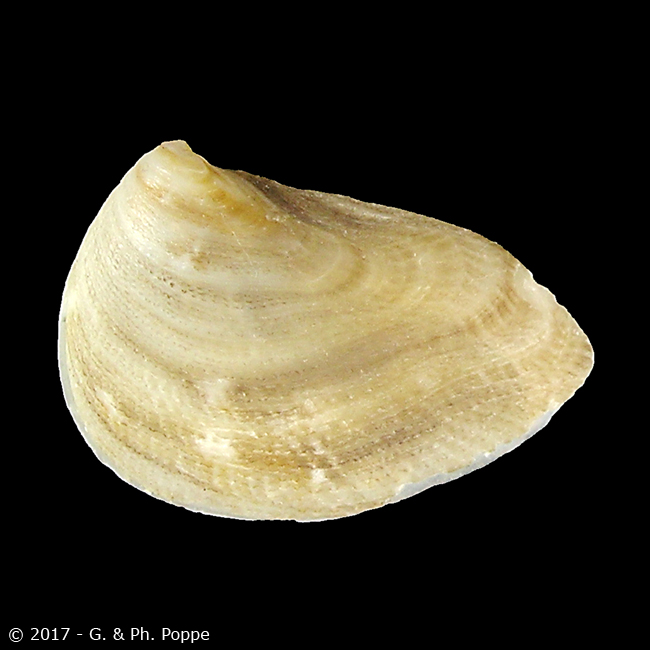 Shell Encyclopedia - Worms Details | Conchology | Conchology