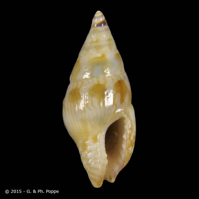 Featured Shells For Sale | Conchology