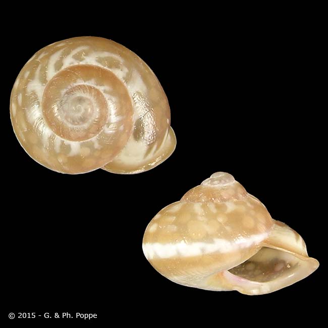 Shell Encyclopedia - Worms Details | Conchology | Conchology