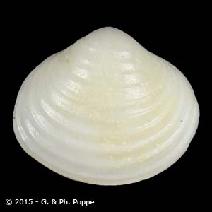 Shells For Sale Shown by Species: CYRENIDAE for Sale