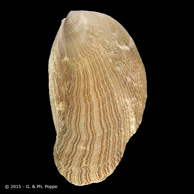 Shell Encyclopedia - Conchological MegaDatabase Iconographic Overview ...